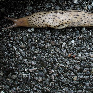 Pest Detection Semantic Segmentation Model by Agricultural Crop Pest ...