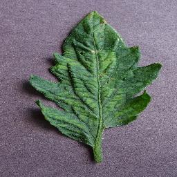 leaf detection Object Detection Dataset by leaf detection