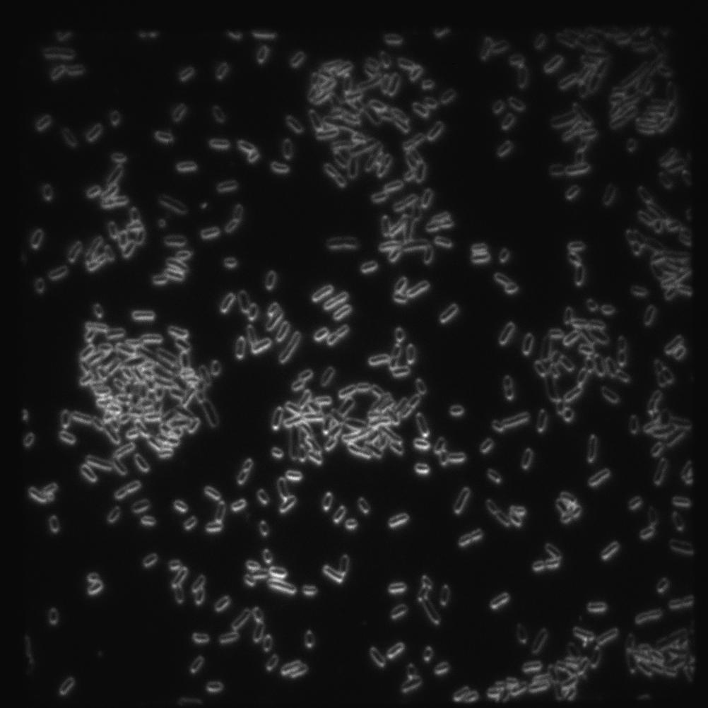 Hmi Cell Instance Segmentation Dataset By Jaas