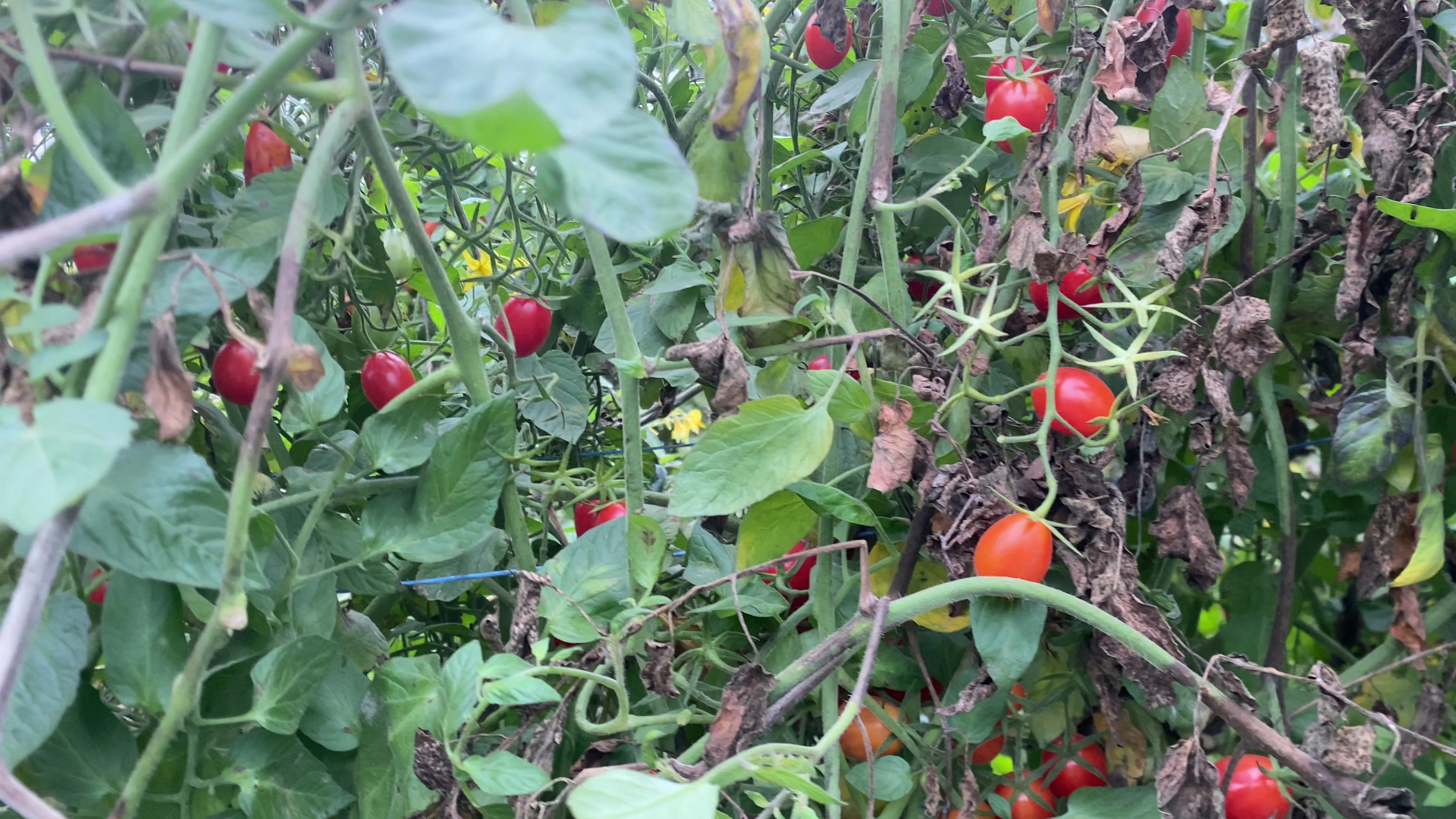 Leaf and Tomato Object Detection Dataset by JAAS