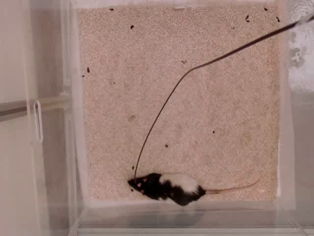 detector6 Instance Segmentation Dataset by labgym