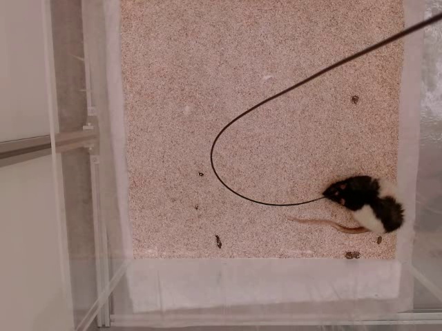 Rat Training 11/20 Instance Segmentation Dataset by labgym