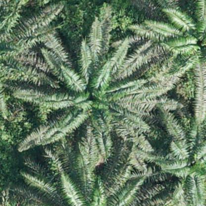 trees Object Detection Model by Marwa sal