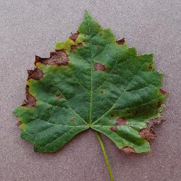 Delta Grape Black Rot Object Detection Dataset by Max 02