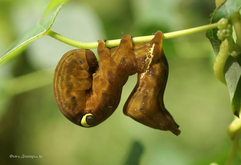 Pest Object Detection Dataset And Pre Trained Model By Pest