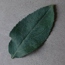 Plant Health Object Detection Model by plant images