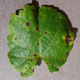 Black_rot_leaves Object Detection Model by margaly