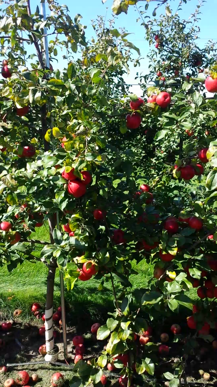 Fruit Finder Object Detection Model by Chao