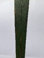 Palm Oil Leaf Ganoderma Object Detection Model by Palm Oil Leaves Ganoderma Disease Detection