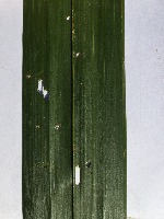 Palm Oil Leaves Ganoderma Disease Detection - Roboflow Universe