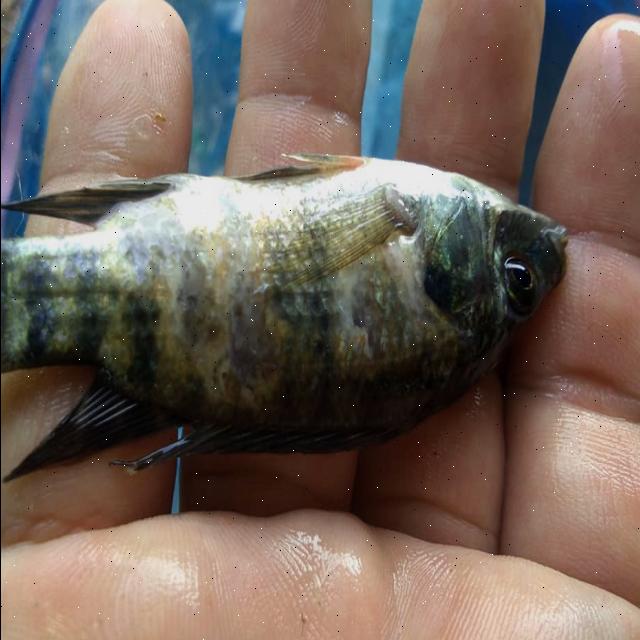 reba Object Detection Model by Final