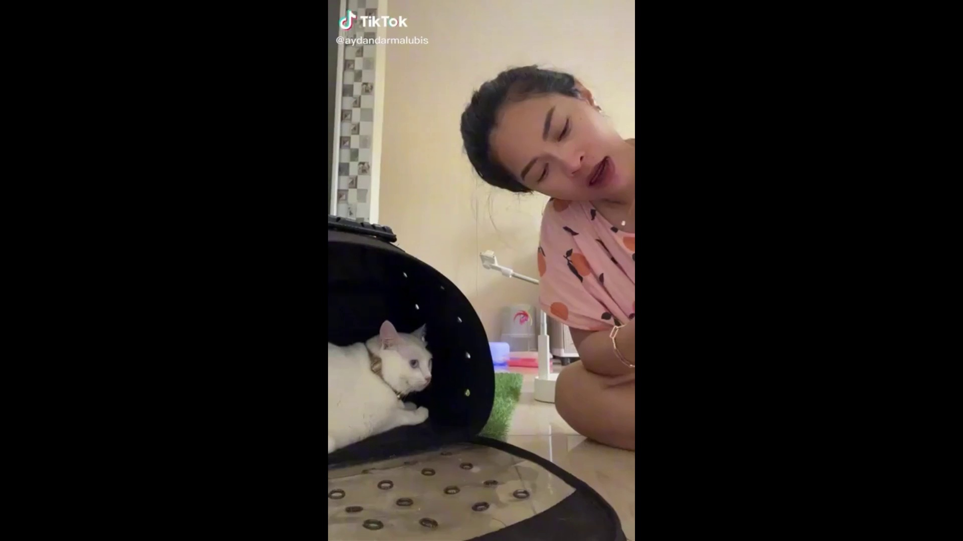 cat detection Object Detection Model by Eman Prasojo