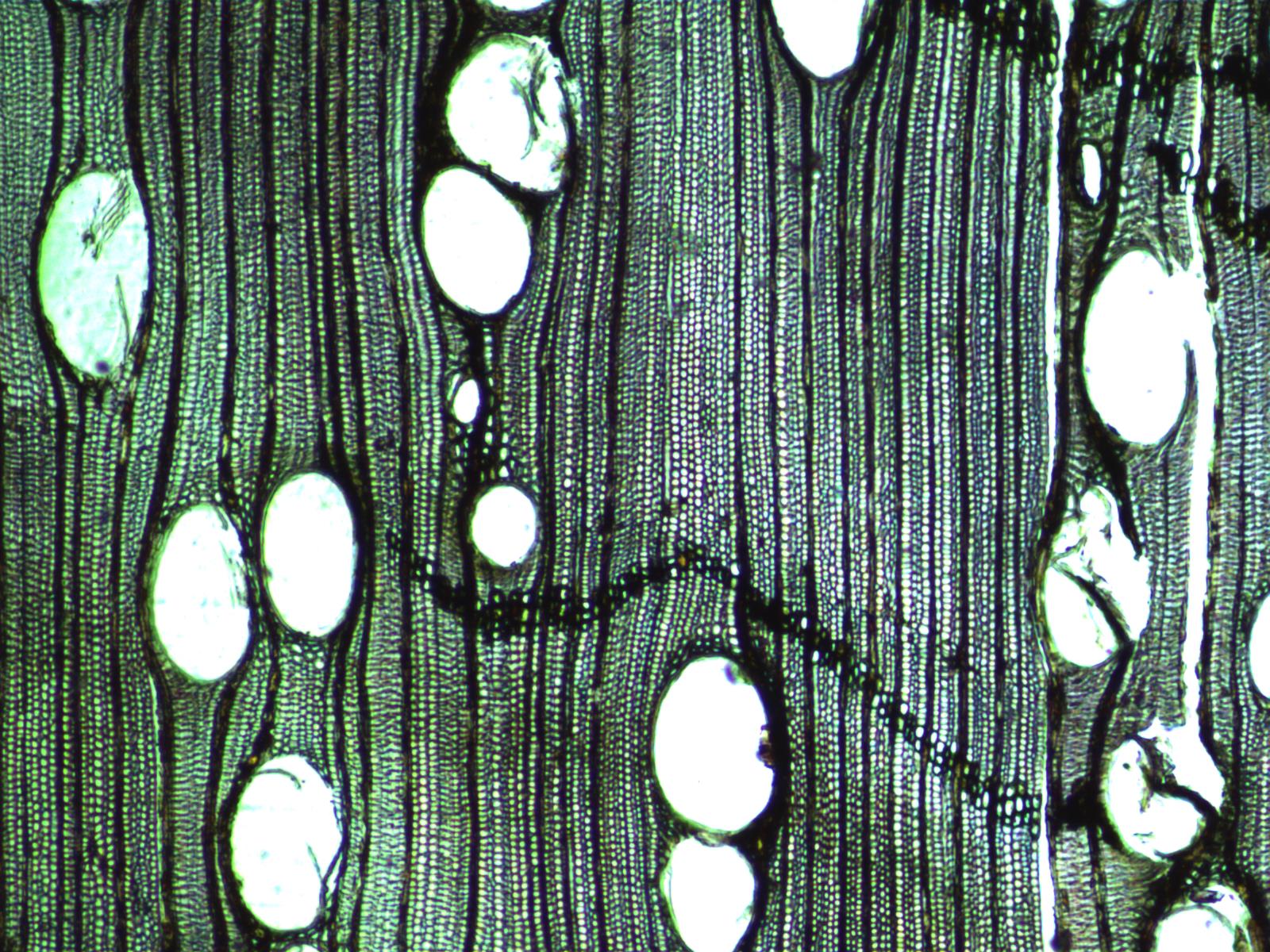 vessel Instance Segmentation Dataset by Jedi