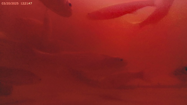 Mullet Fish Detection - GBdehaz Object Detection Dataset by Fish Segmentation