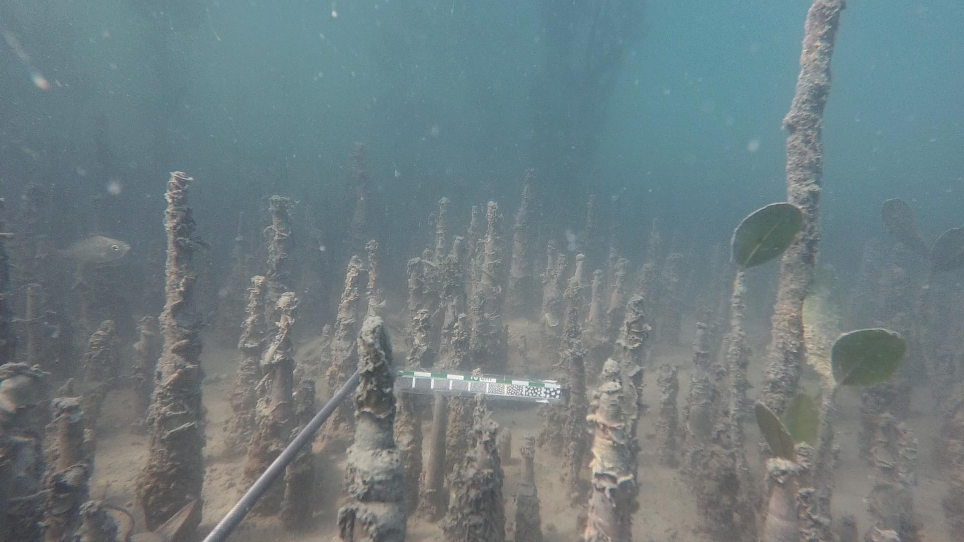 Underwater Fish Recognition Object Detection Model by underwater fish