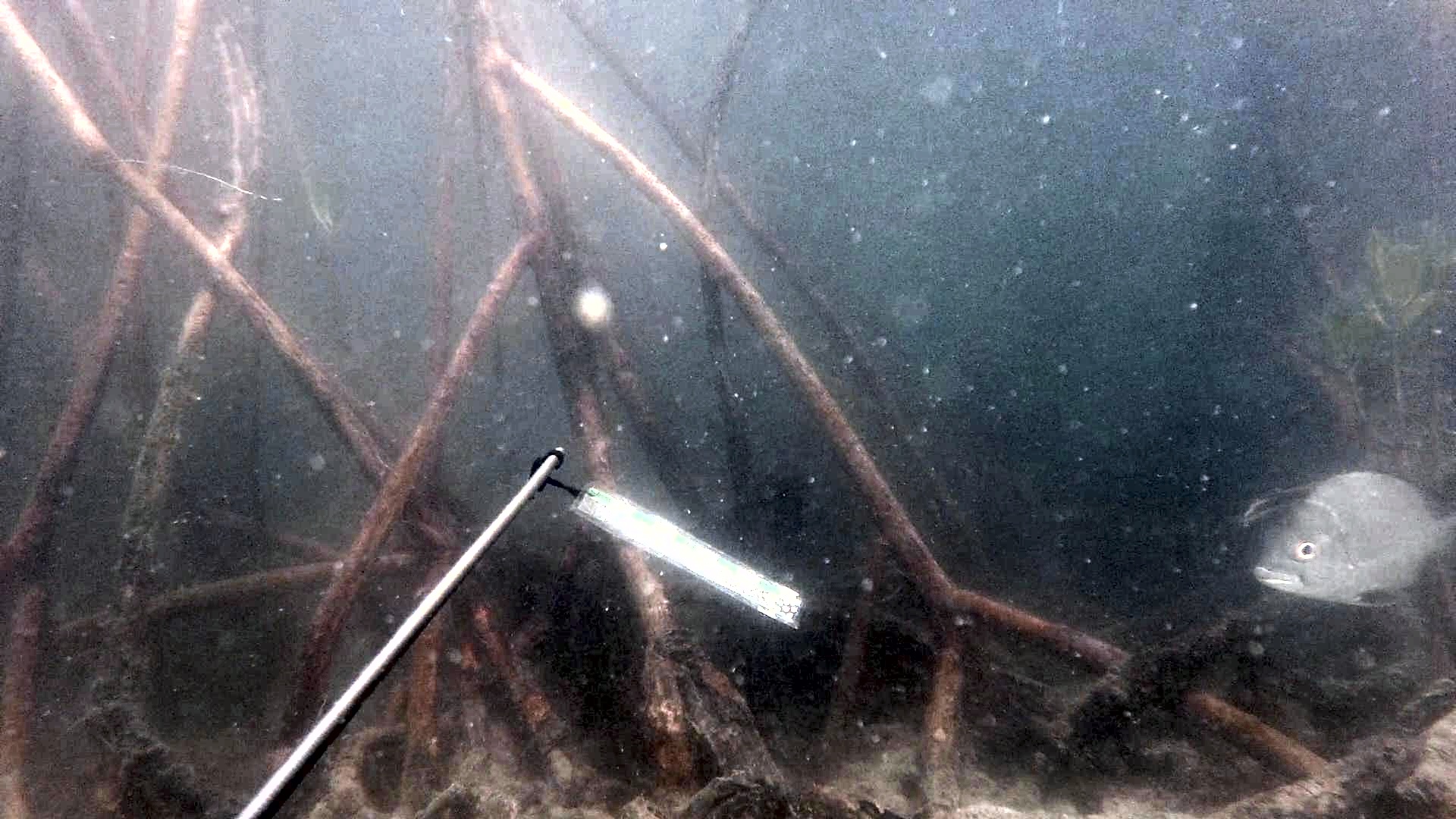 UnderWater Fish Detection Object Detection Dataset and Pre-Trained ... UnderWater Fish Detection Object Detection Dataset and Pre-Trained ...