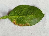 Lemon Disease Detection 2 Object Detection Dataset and Pre-Trained Model by ntnst