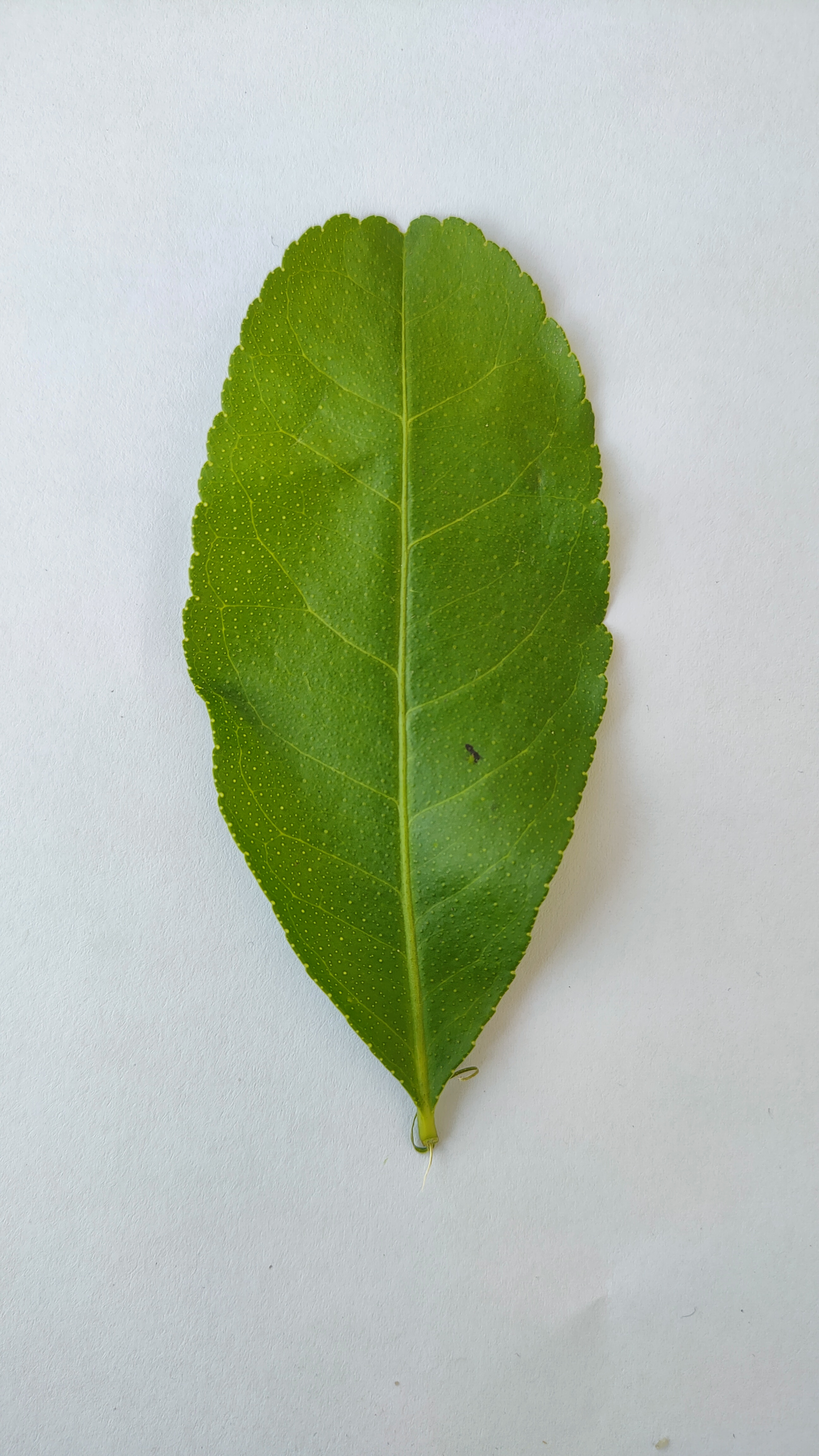 Lemon Disease Detection Object Detection Model By Ntnst