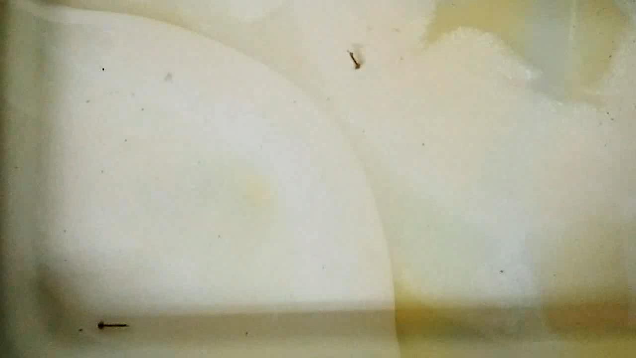 larva Object Detection Dataset by Ganery 231