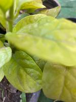 Potato Leaf Diseases (potato-leaf-diseases-hoceg) - Roboflow Universe