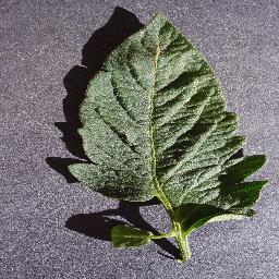 Leaf Detection Object Detection Dataset by RANSZ