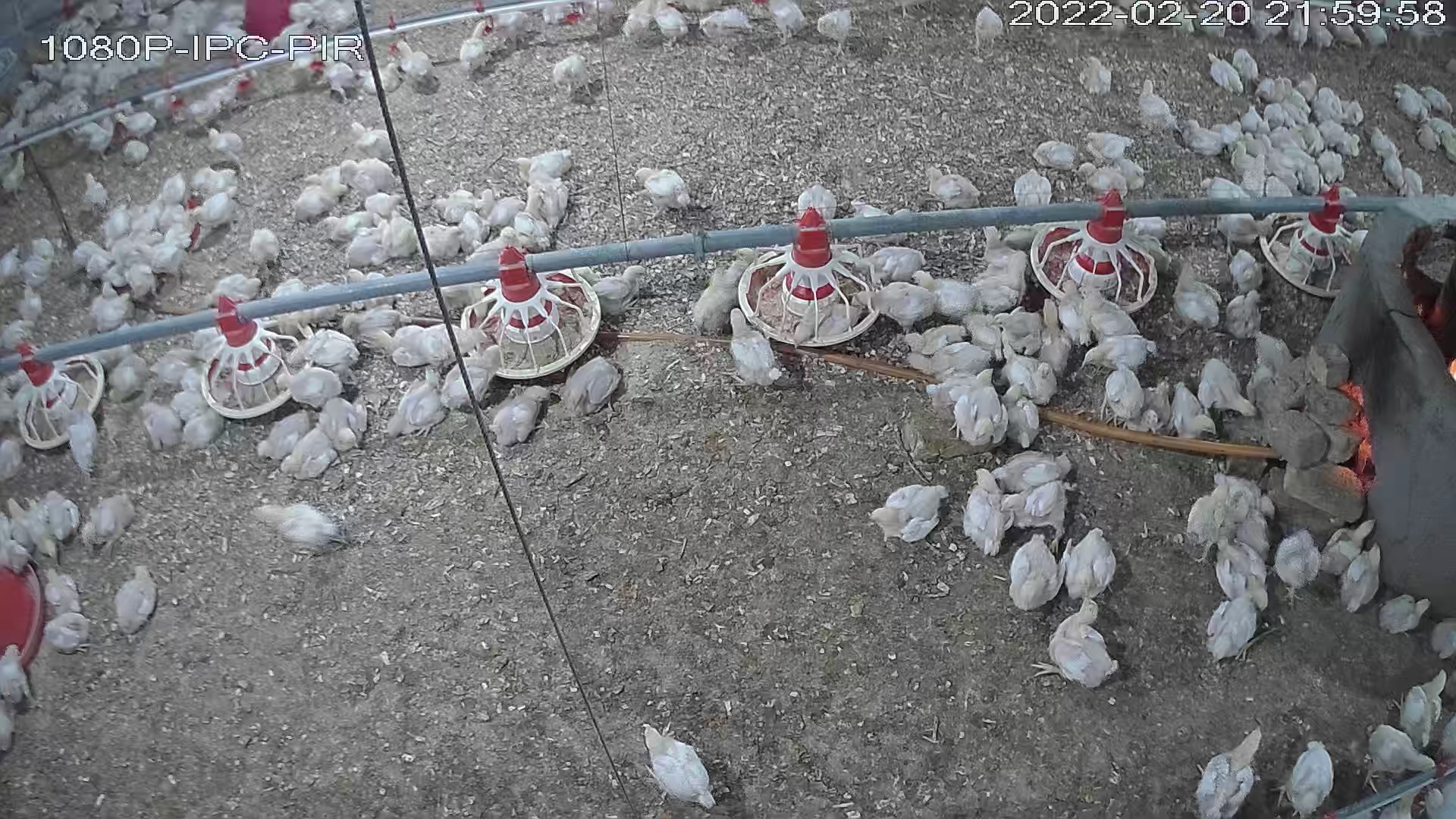 Chicken Detection Object Detection Dataset And Pre Trained Model By Fum