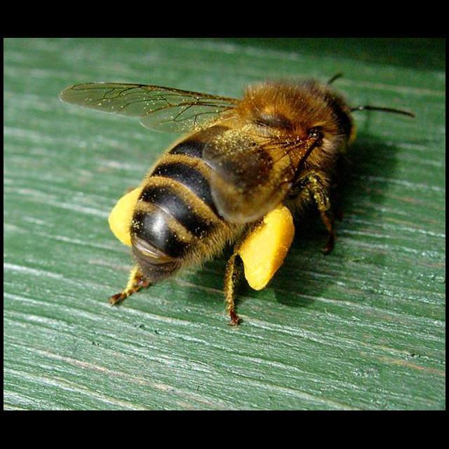 How to Use the Bee detection Object Detection API