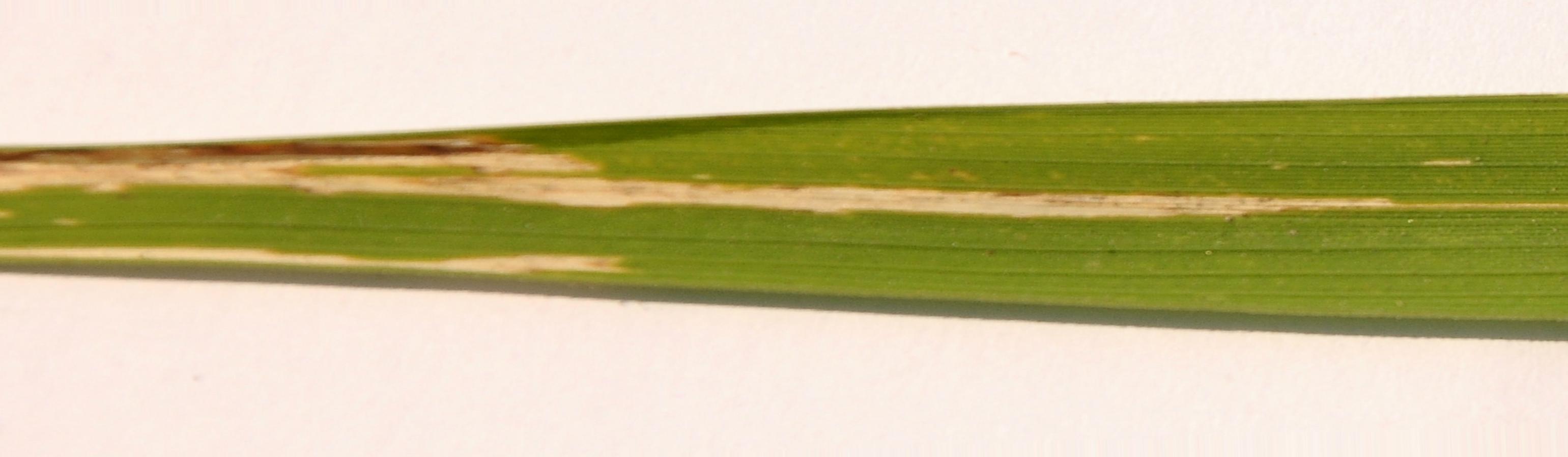 Paddy Disease Detection Object Detection Dataset By Gec Thrissur