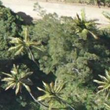 How to Use the tree1 Object Detection API