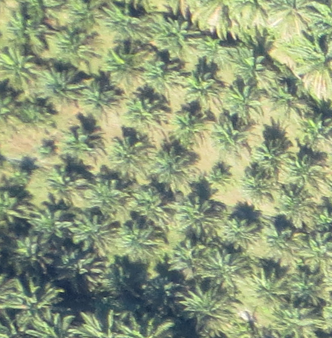 oil palm Object Detection Model by nurul husna