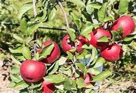 Apple Segmentation Instance Segmentation Dataset and Pre-Trained Model by APMCM