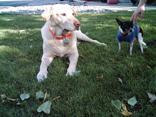 Pascal Voc Object Detection Dataset And Pre Trained Model By Object