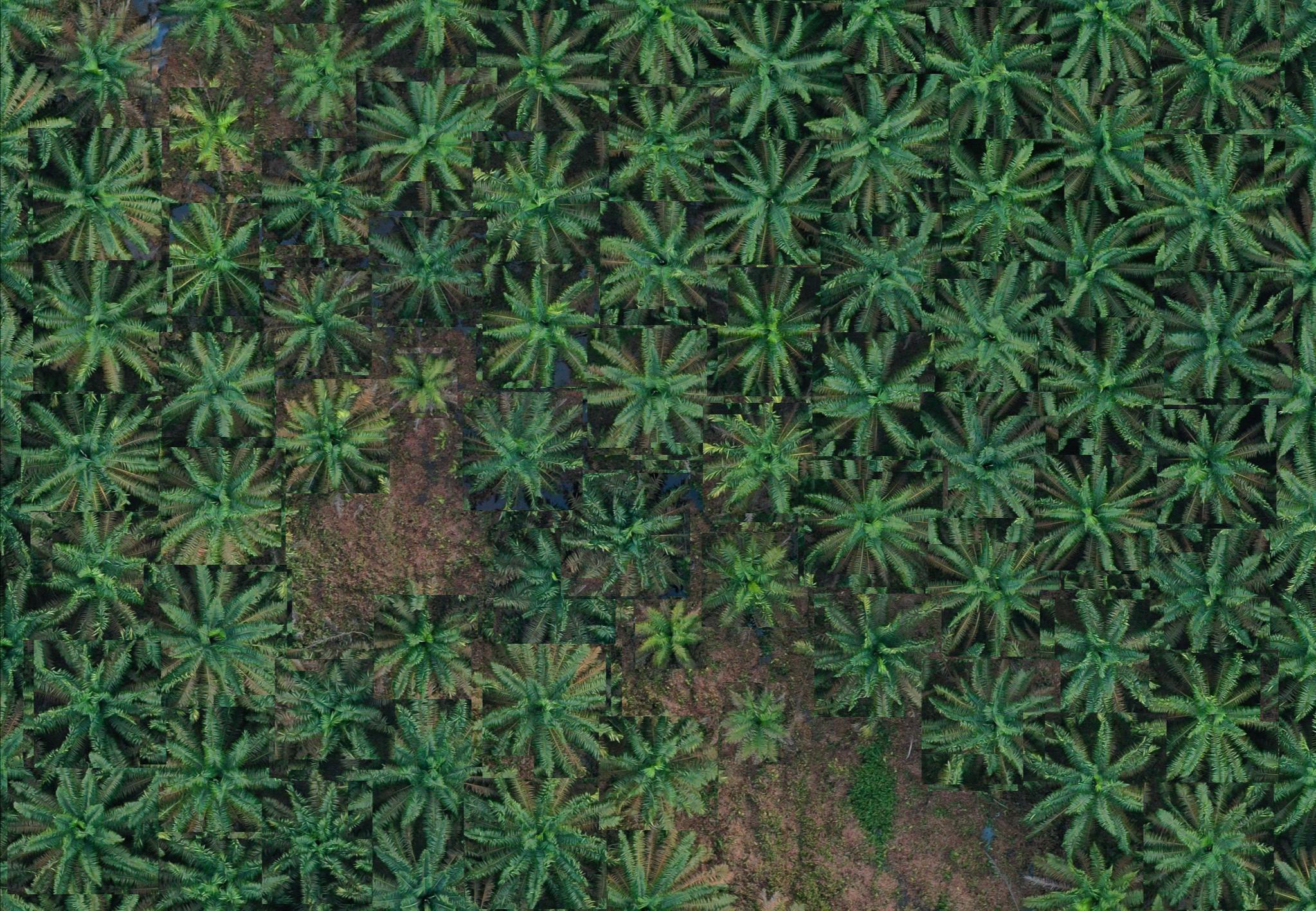 Palm Oil Detection And Counting Object Detection Dataset And Pre