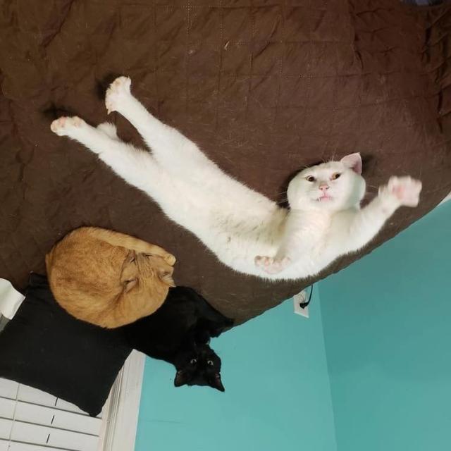 catdetection Object Detection Dataset and Pre-Trained Model by cat