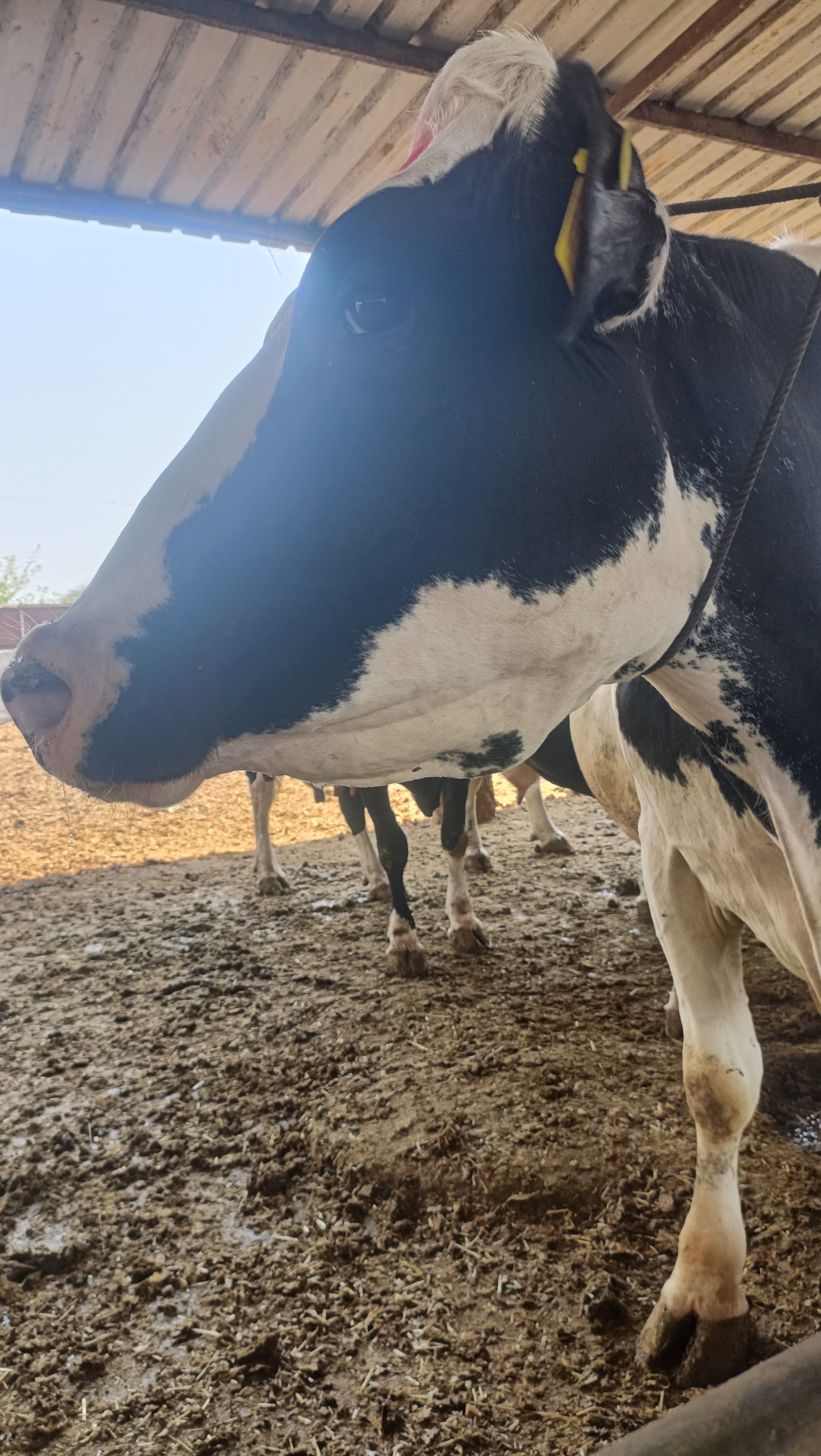 Cow Face Recognition Roboflow Universe