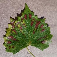 Grape leaf disease dataset Object Detection Model by tru projects