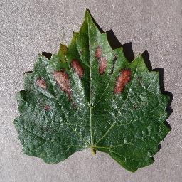 Grape leaf disease dataset Object Detection Model by tru projects