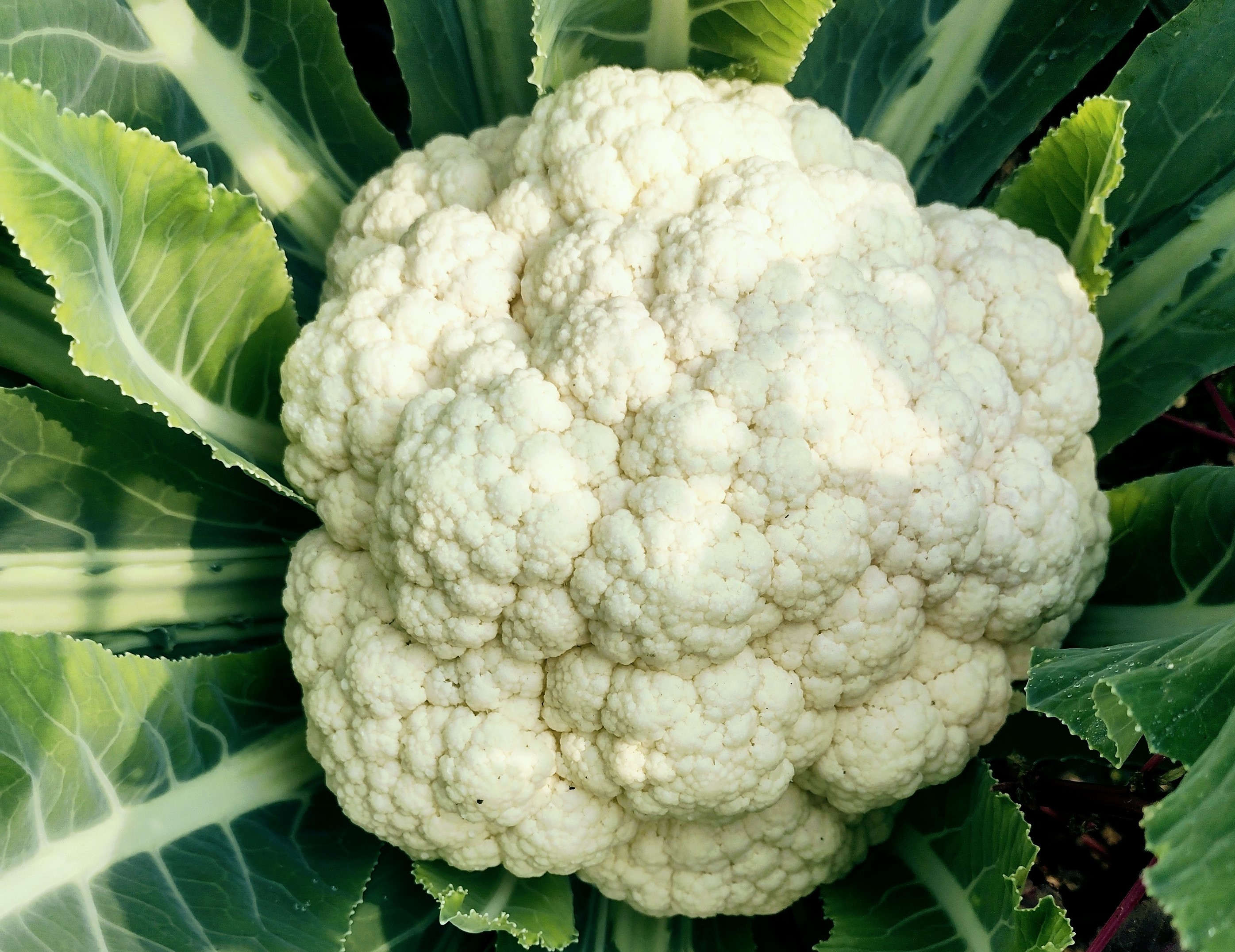Cauliflower Dataset Object Detection Dataset By Tru Projects
