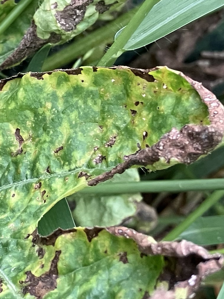 Segmentation Semantic Segmentation Dataset By Watermelon Disease Detection