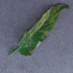 Tomato Leaf Mold Object Detection Dataset by Anfal