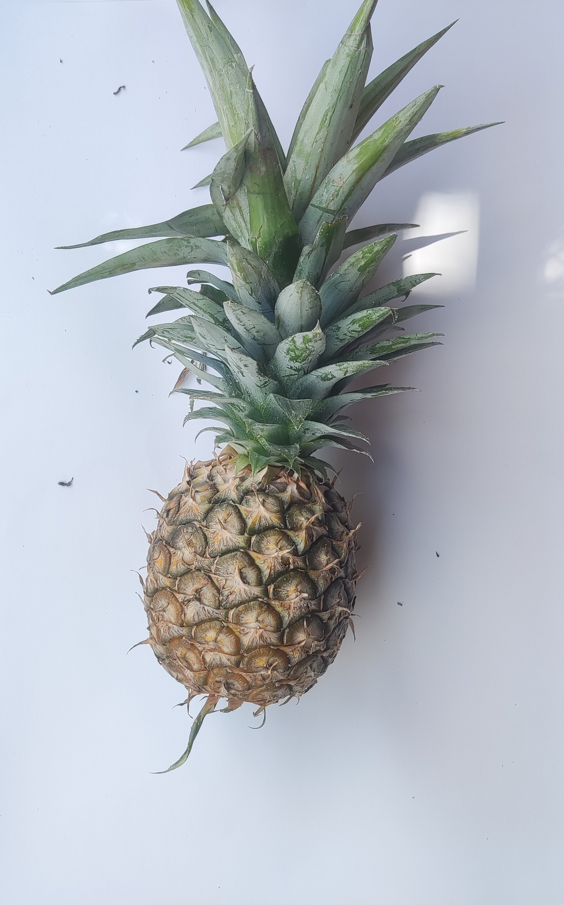 PINYA - Data Sets Instance Segmentation Dataset and Pre-Trained Model ...