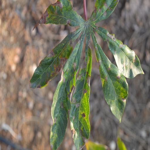 Cassava Object Detection Dataset By Accident Detection