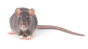 detect_tikus Object Detection Model by tes