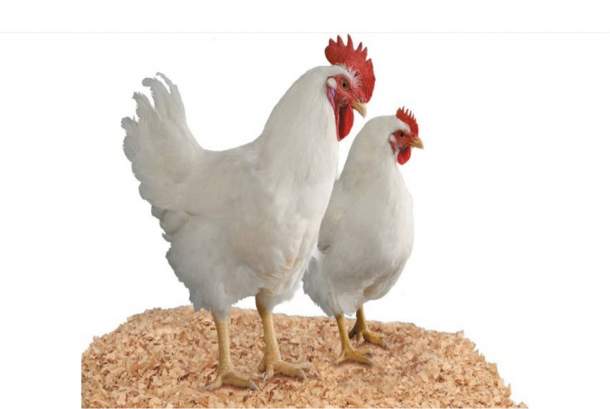 Broiler Detection Object Detection Dataset By Muhammad Reza Azzahrawan