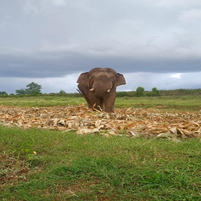 Elephant_Classification Classification Dataset and Pre-Trained Model by ...