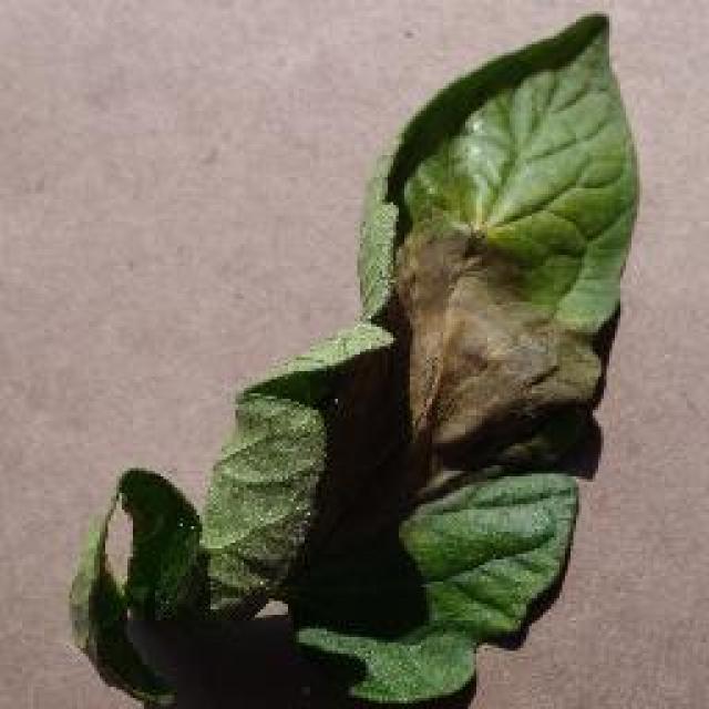 Plants Diseases Detection Roboflow Universe