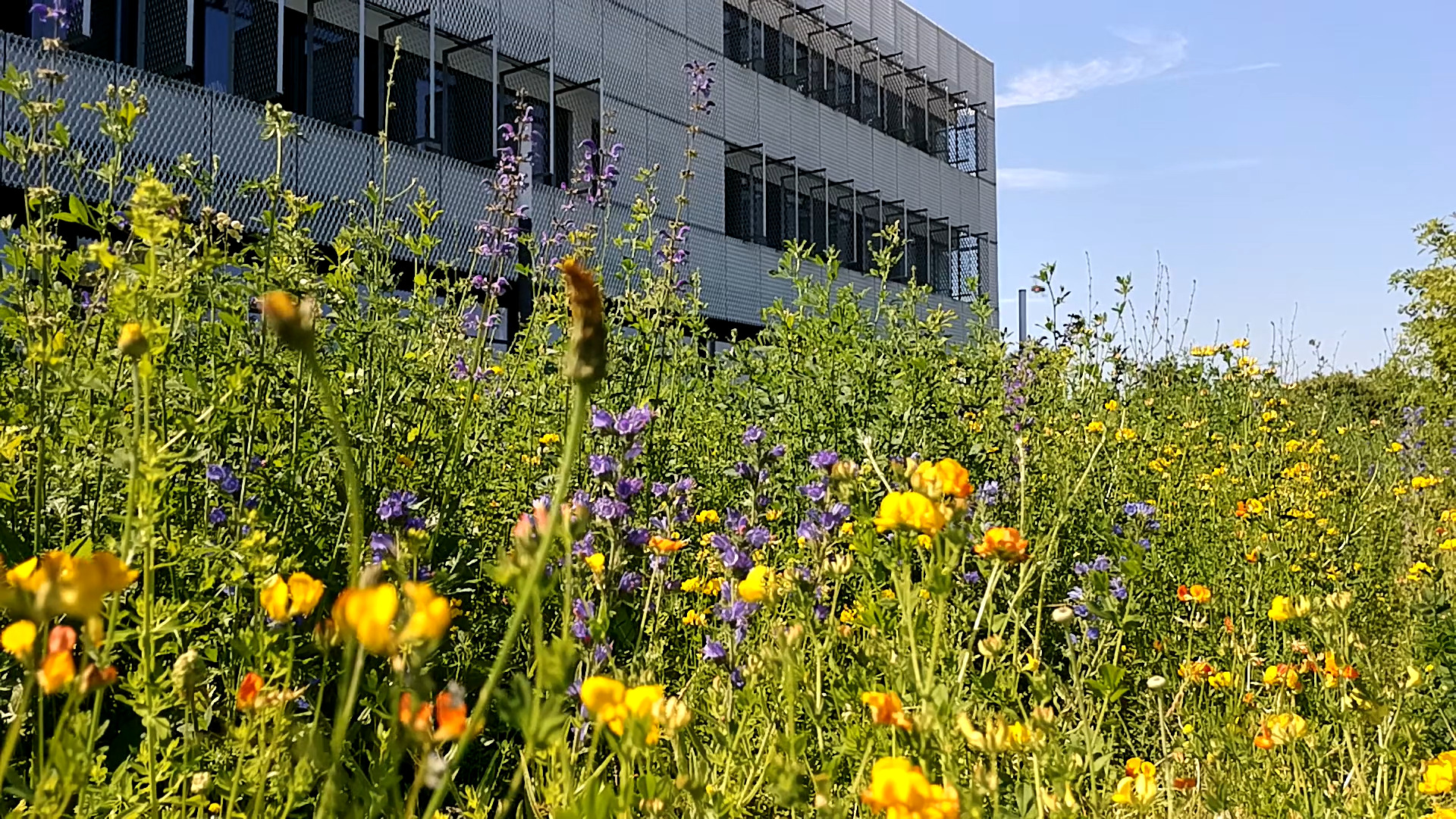 Insect Videos Object Detection Dataset By Test Insects