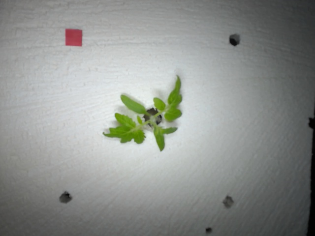 Tomato Plant Detection Object Detection Dataset And Pre Trained Model By Mango Classification