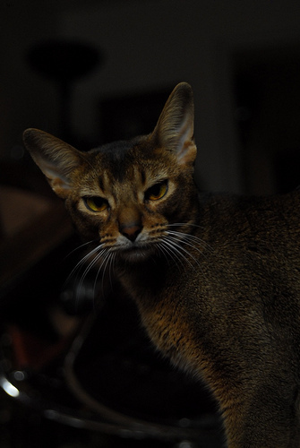 Cat_Detector Object Detection Model by Project One