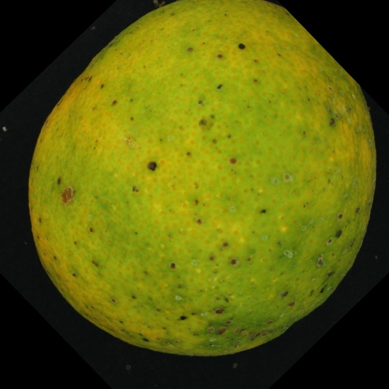 Deteksi Buah Object Detection Dataset And Pre Trained Model By Abibzahn